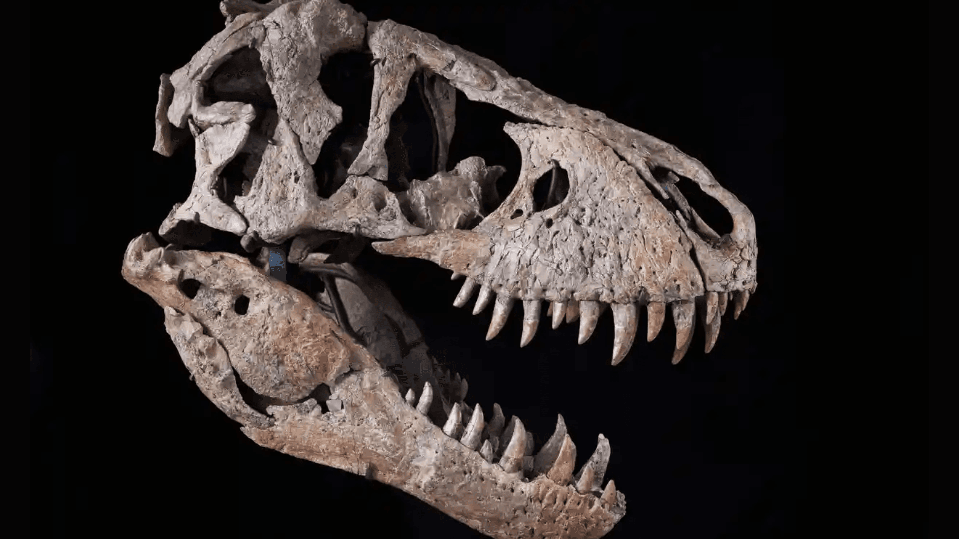 Dinozor Kafası Müzayedede 6 Milyon Dolara Satıldı